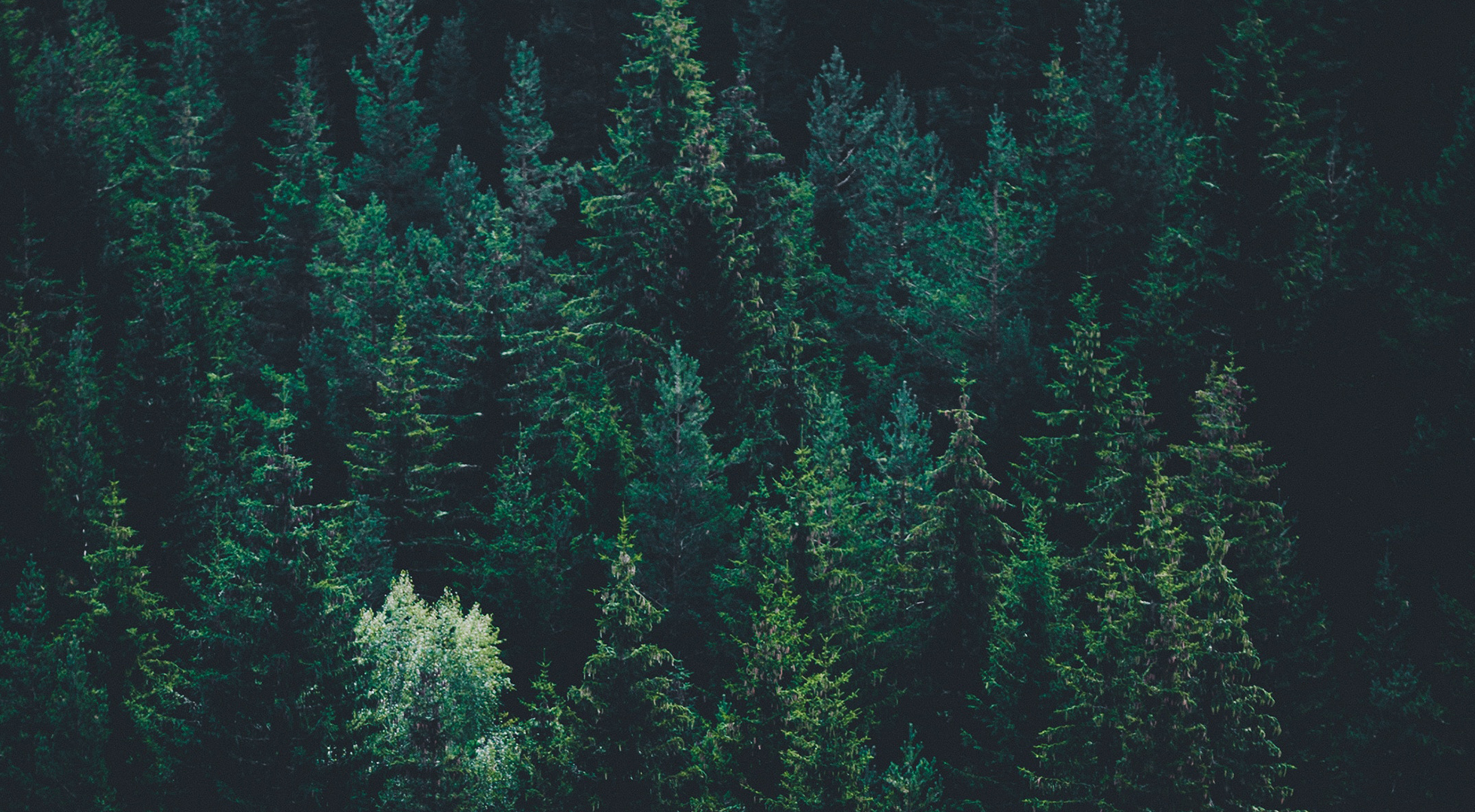 Best Paper Award: The Effects of Development Constraints on Forest ...